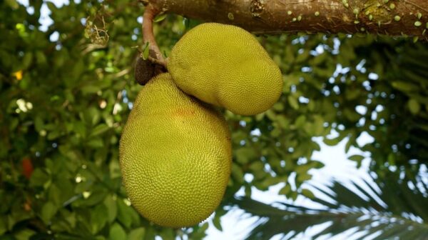 Boost Your Health With These Amazing Benefits Of Jack fruit